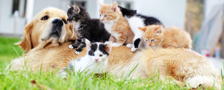 These Are the Most Pet-Obsessed Americans | LendingTree